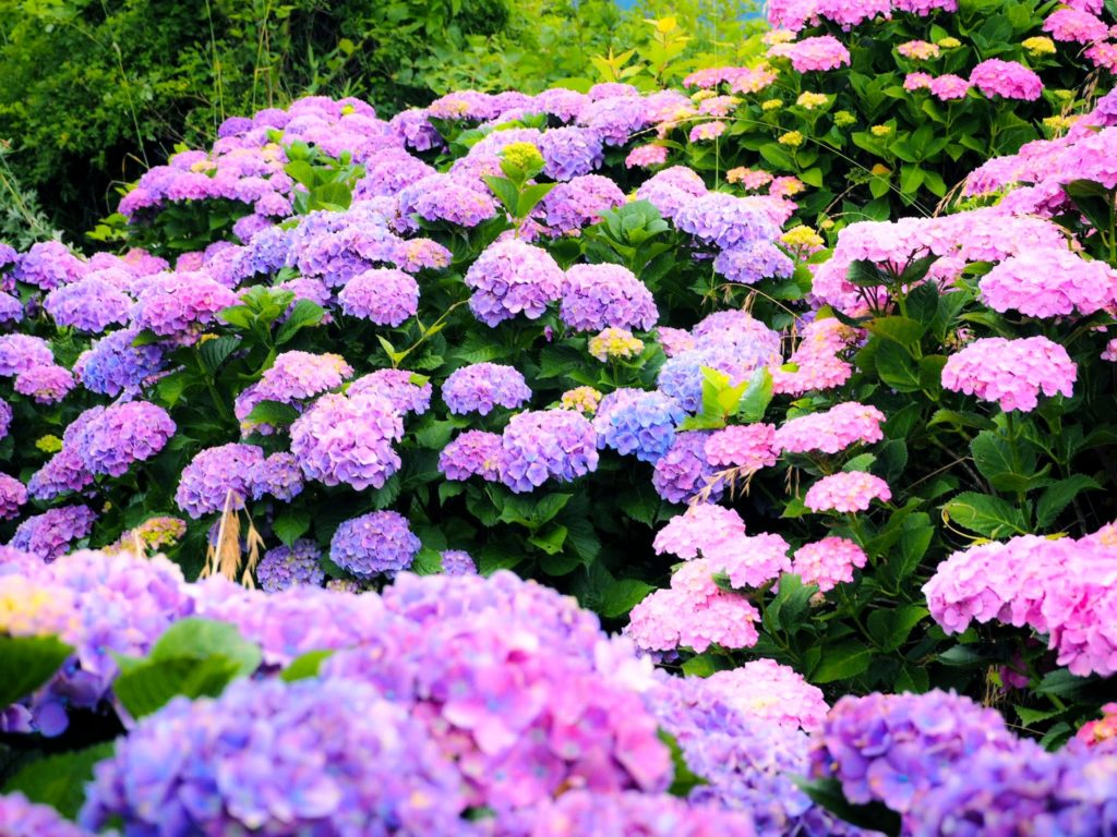 7 Favorite flowers in Japan | Wabisabi english