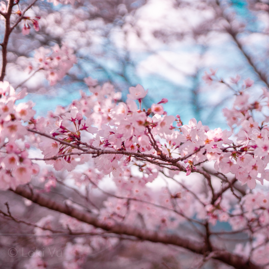 7 BUNGA FAVORIT DI JEPANG – Wabisabi indonesia